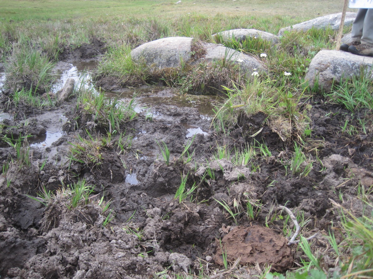 Pasto de ganado en la Sierra Central y Norte Yosemite