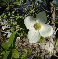 The Wild Clavey River - CSERC