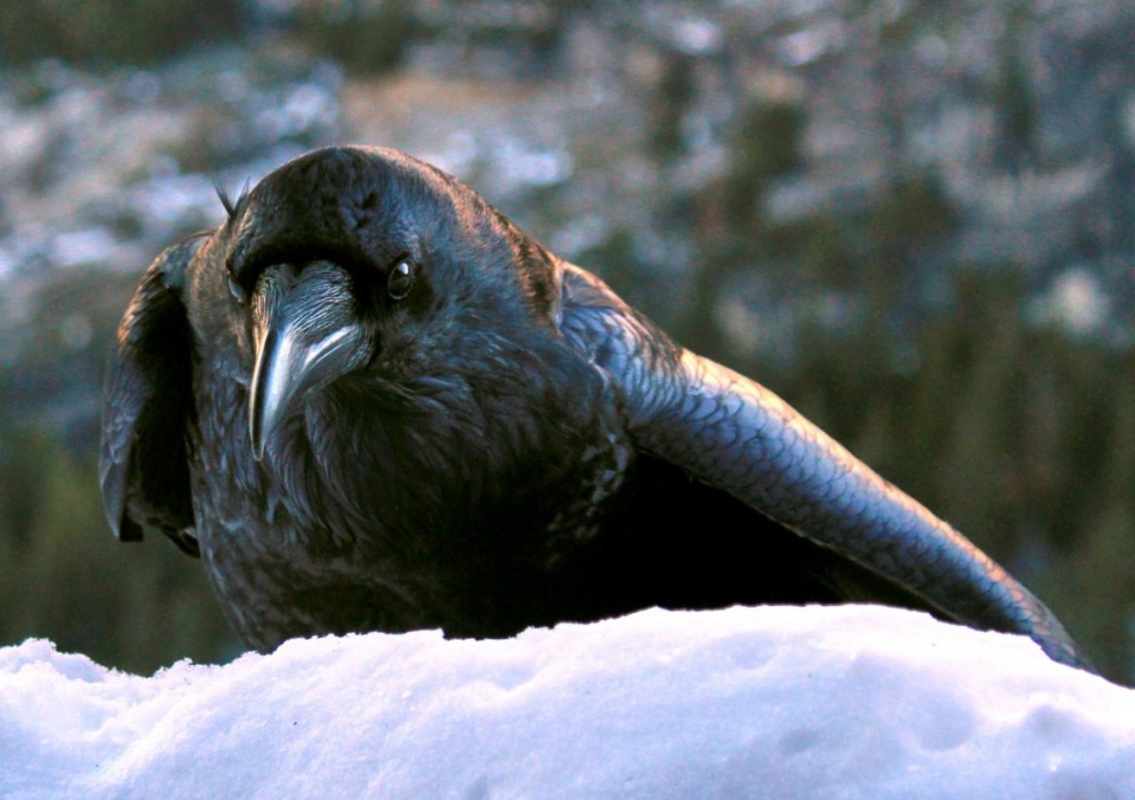 Cuervo – Corvus corax - CSERC