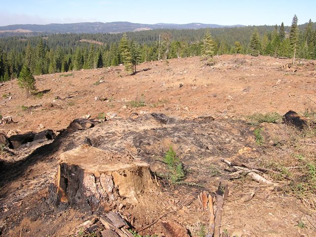 Clear Cutting Before And After