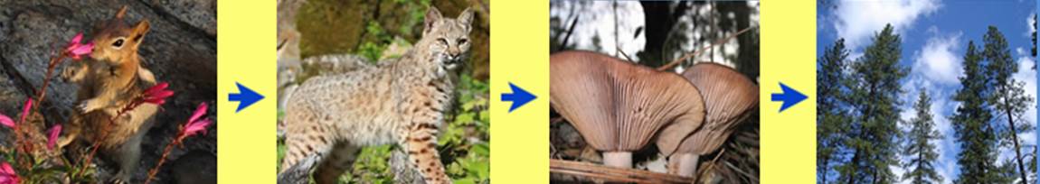 Build a Food Chain Game - CSERC