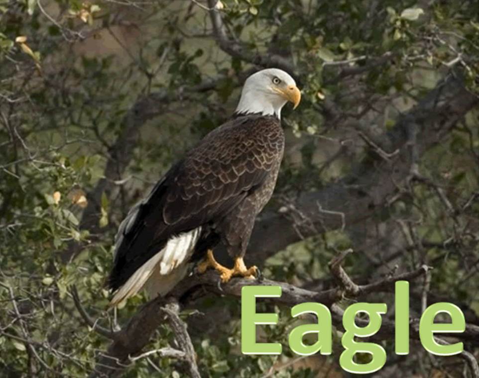 Build a Food Chain Game - CSERC