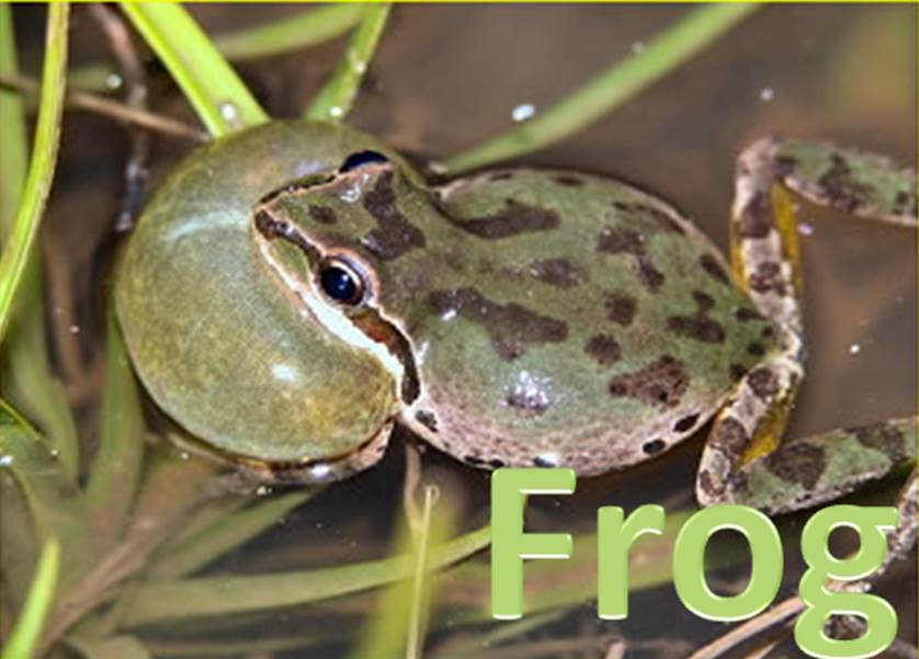 Build a Food Chain Game - CSERC