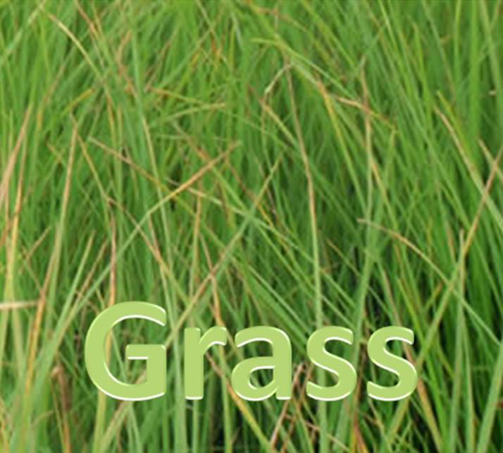 Build a Food Chain Game - CSERC