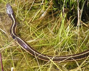 The striped racer Snake can be found in Central Sierra