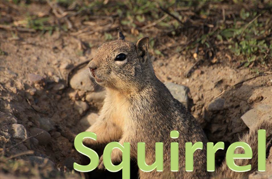 Find the Wildlife Game - CSERC