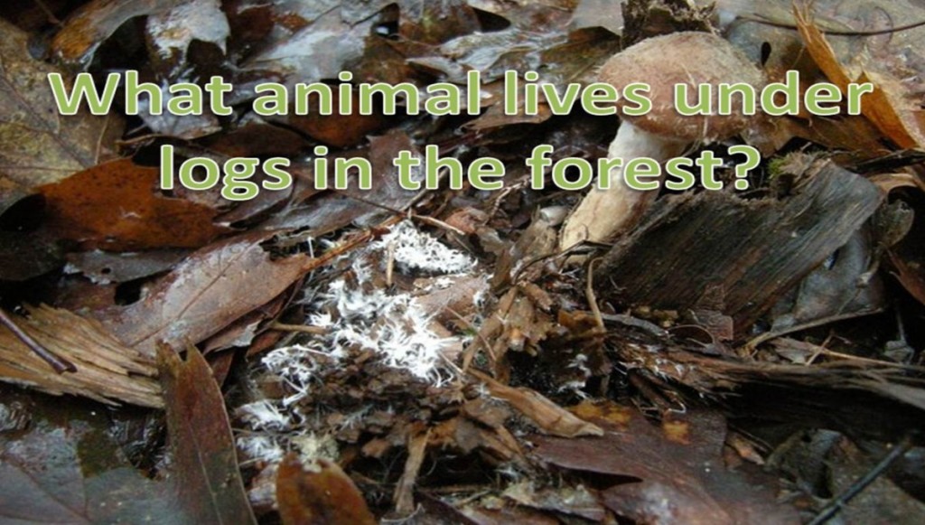 Can you match the habitat? - CSERC