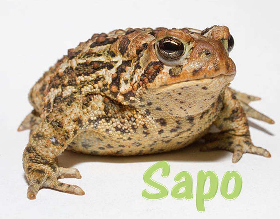 Buscando la Vida Silvestre - CSERC