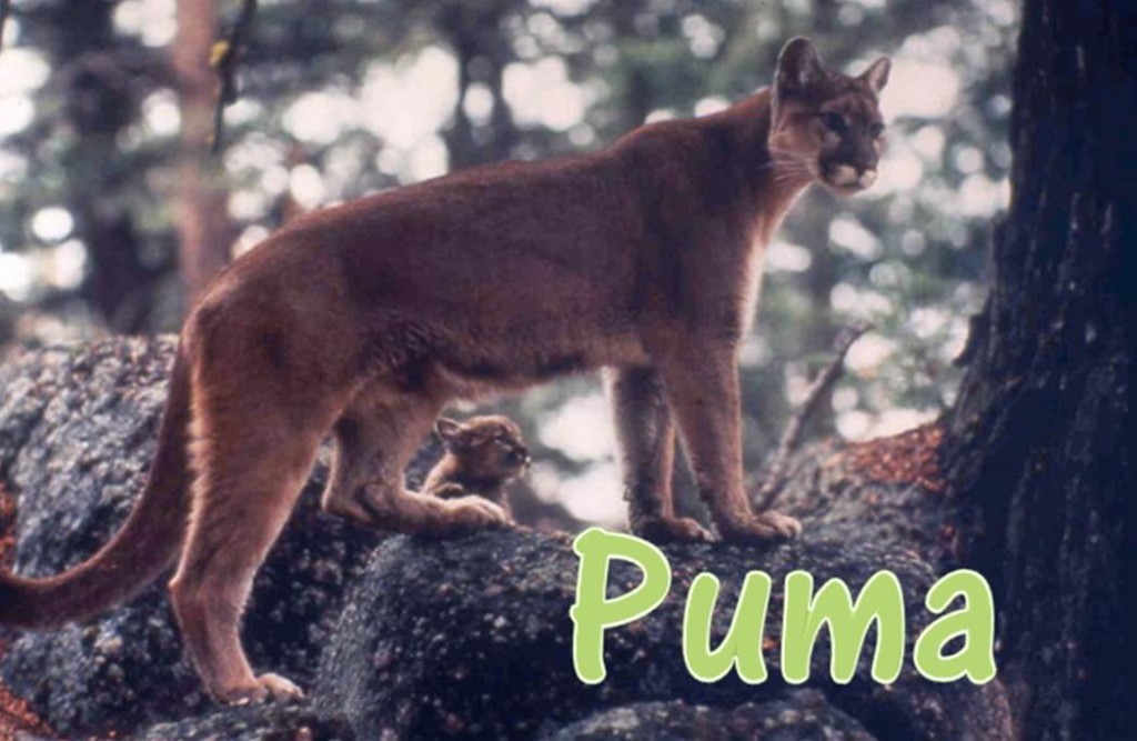 Juego de Hábitat - CSERC