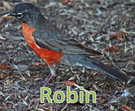 The Baby Wildlife Game - CSERC