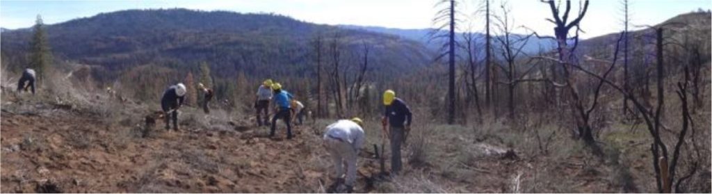 Update on USFS reforestation plan to plant conifers in the Rim Fire - CSERC