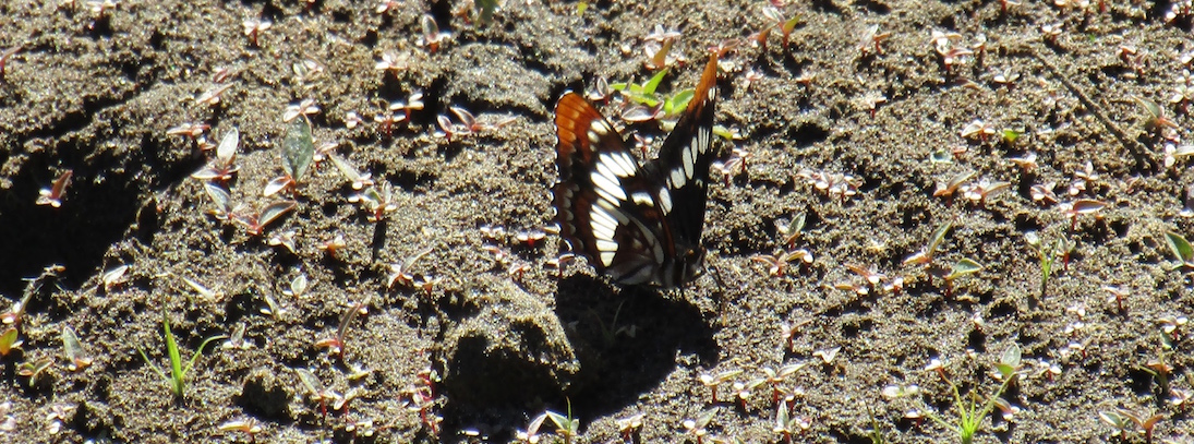 The curious case of the mud-puddlers - CSERC