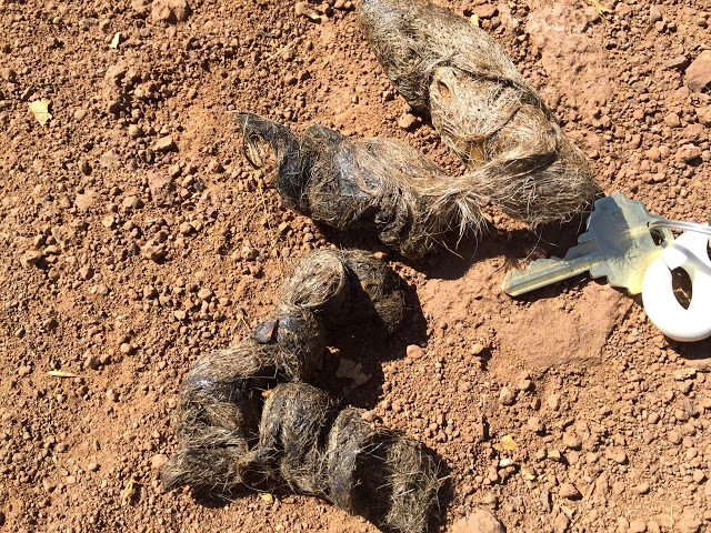 What scat can tell you about your wildlife neighbors - CSERC