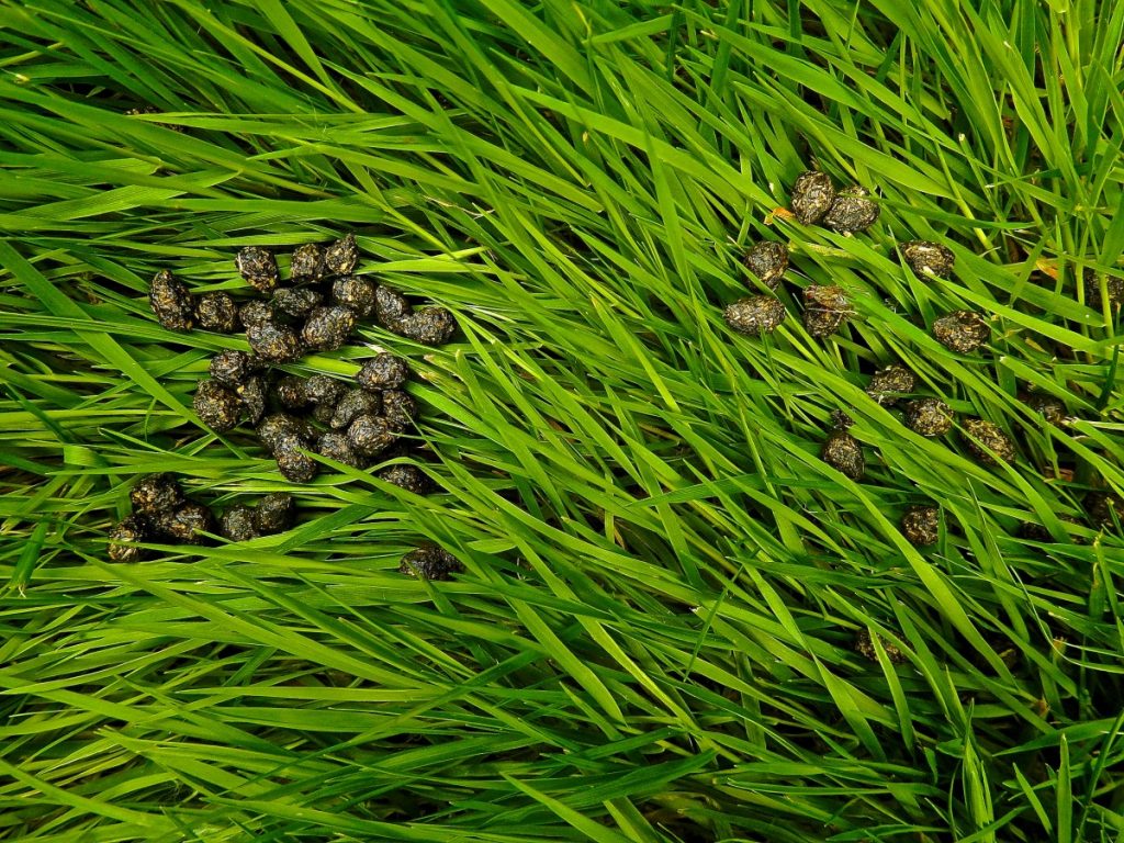 What scat can tell you about your wildlife neighbors - CSERC