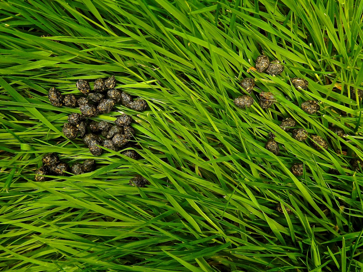 What scat can tell you about your wildlife neighbors - CSERC
