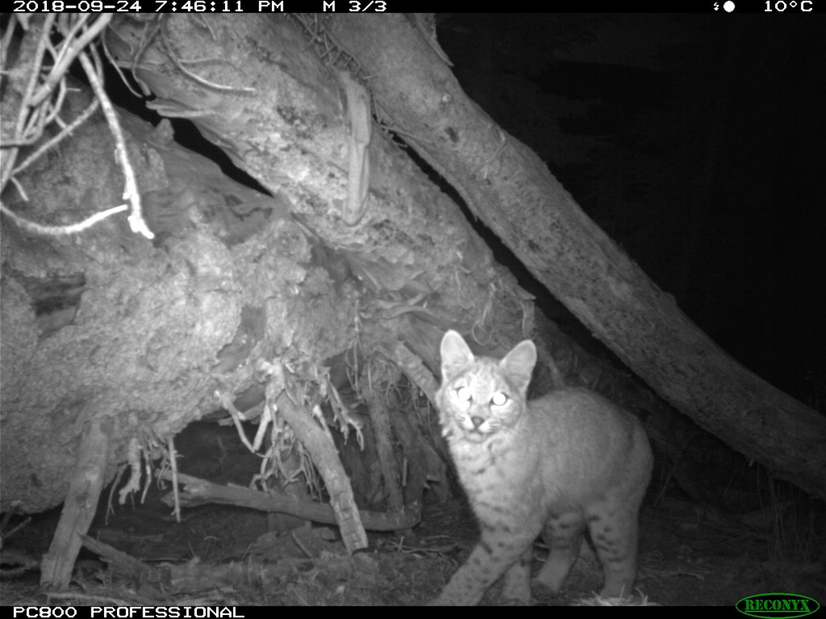 BOBCATS SURPRISE BY SHOWING UP AT CSERC’S HIGH ELEVATION WILDLIFE ...