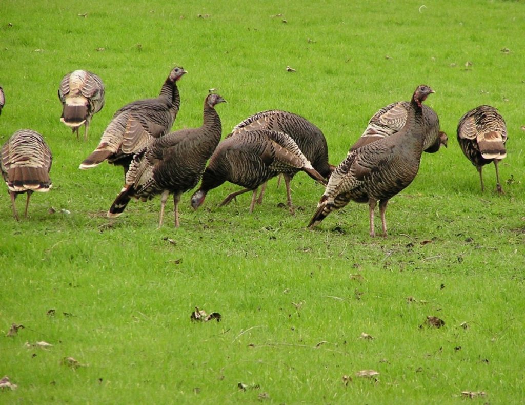 Pavos, Pavos, Pavos…. su población está creciendo - CSERC