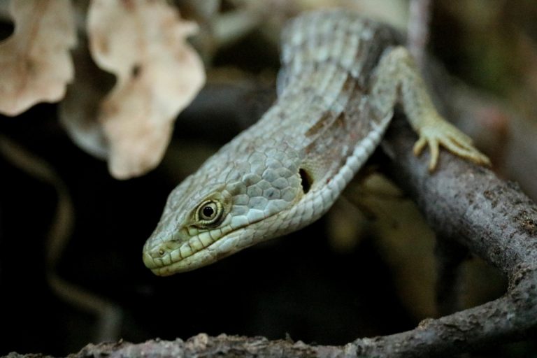 Meet the alligator lizard in the Sierra Nevada