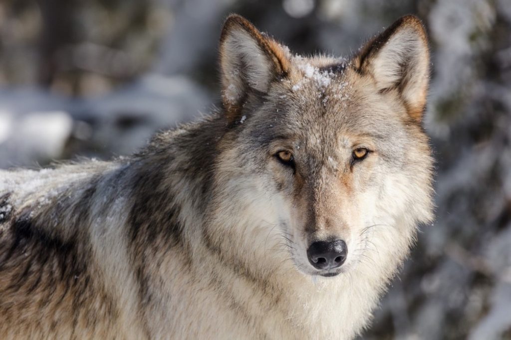 Will wolves return to the Northern Yosemite region? - CSERC