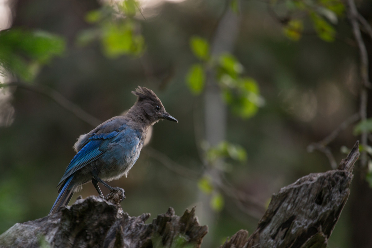 Steller’s Jay – Your Sierra Nevada Backyard Bird - CSERC