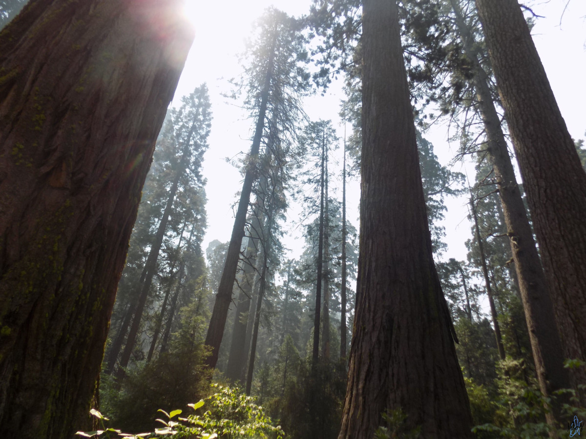 Just What is a Resilient Forest, Anyway? - CSERC