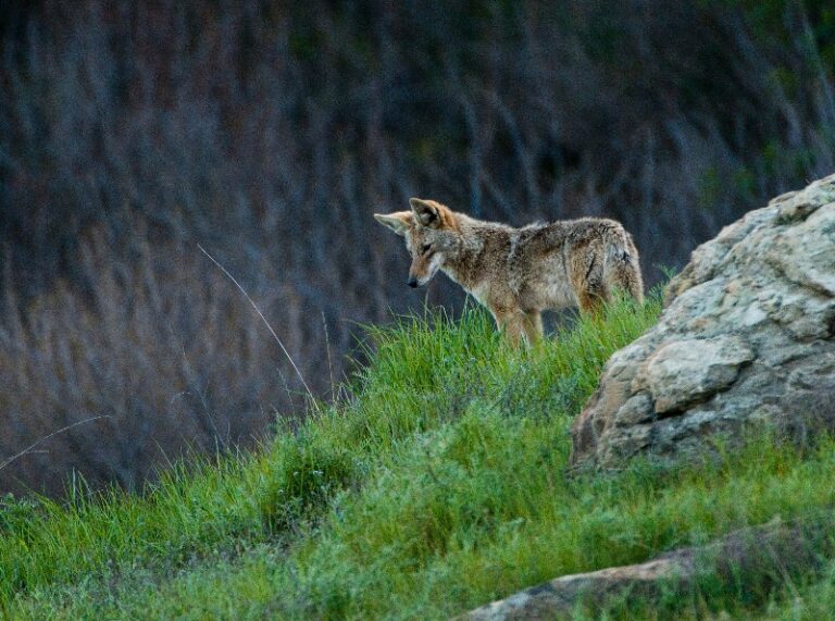 Find the Wildlife Game - CSERC