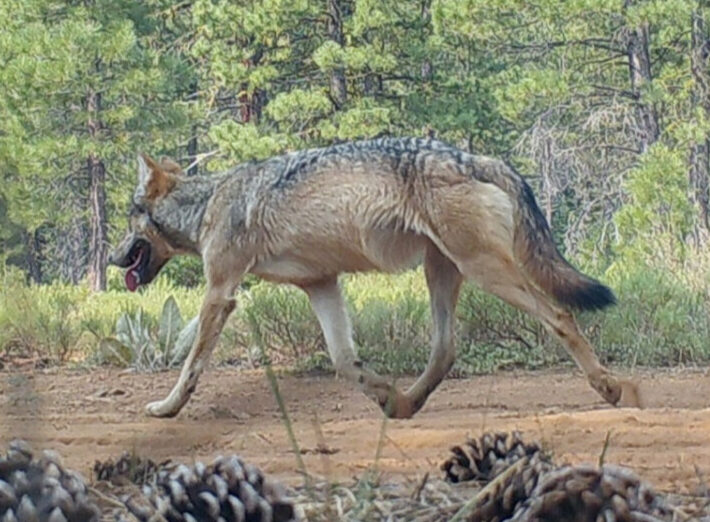 New Gray Wolf Pack Confirmed in the Sierra Nevada - CSERC